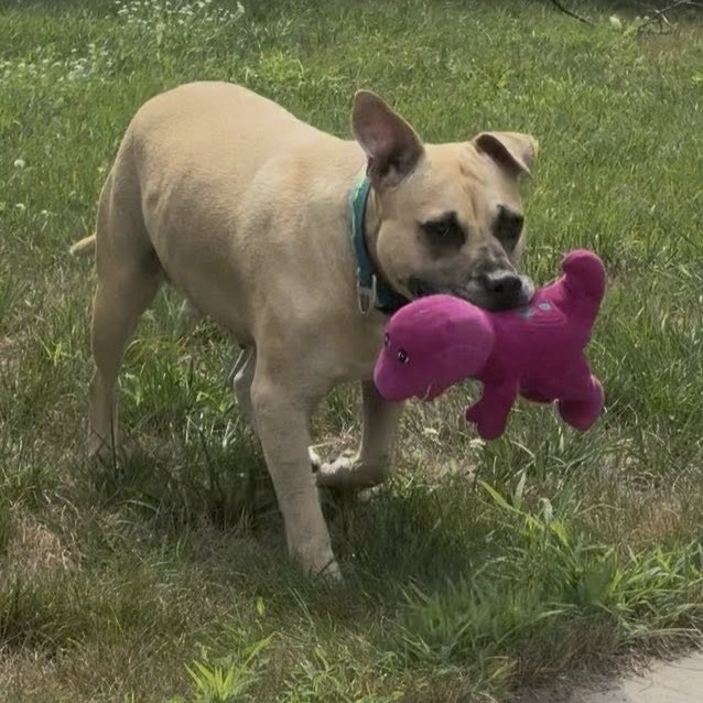 Niles-Foster is available for adoption at Humane Society of West Michigan