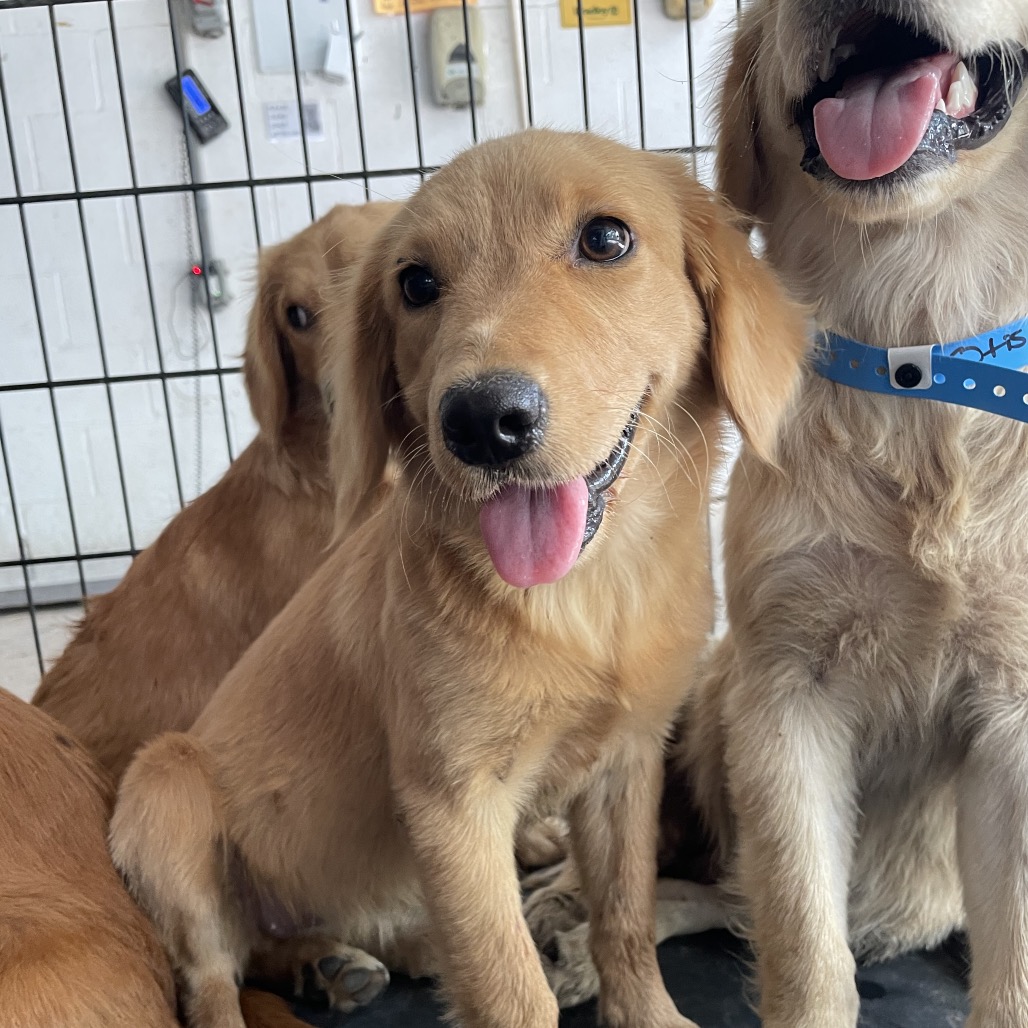 Ivy is available for adoption at Palm Valley Animal Society