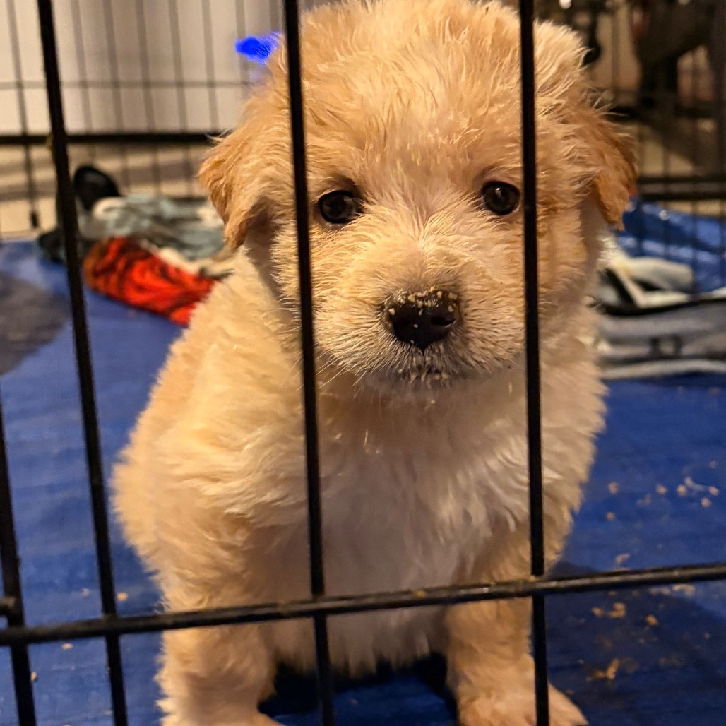 view-animal - Second Chance Animal Rescue Society