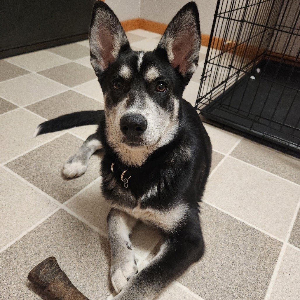 Adoptable Dogs - Rescue Network