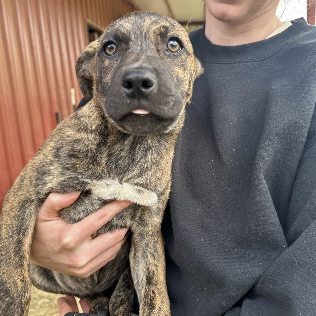 Adopt Dogs - Orphans of the Storm