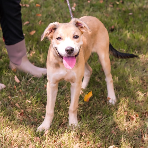 Bounty is available for adoption at Oxford Animal Resource Center