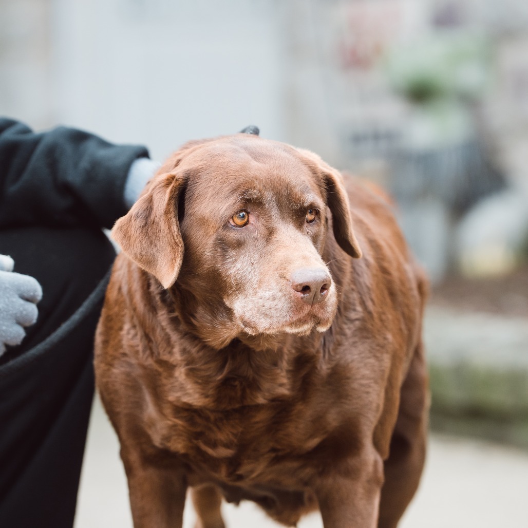 Ginger - Phoenix Animal Rescue