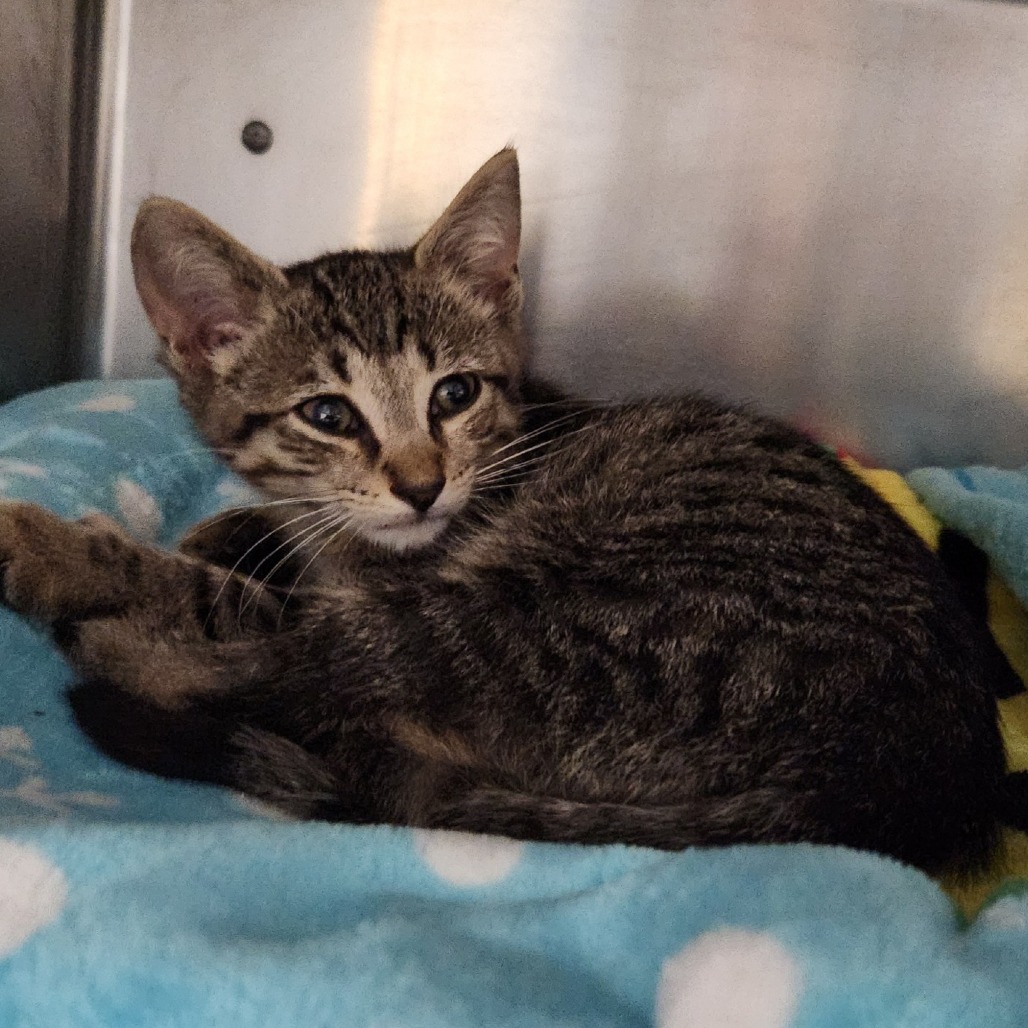 Reggie is available for adoption at Humane Society of West Michigan