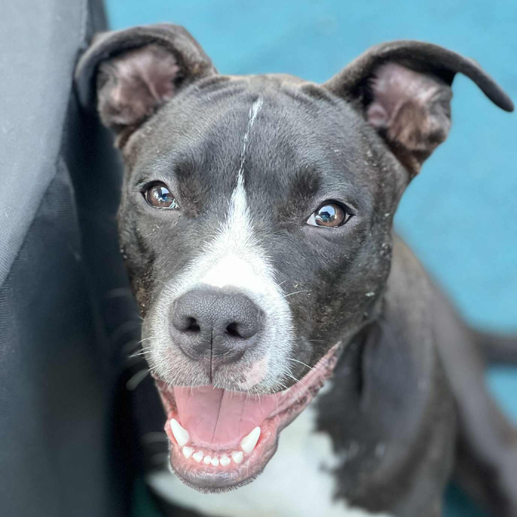 Kyle is available for adoption at Gateway Pet Guardians