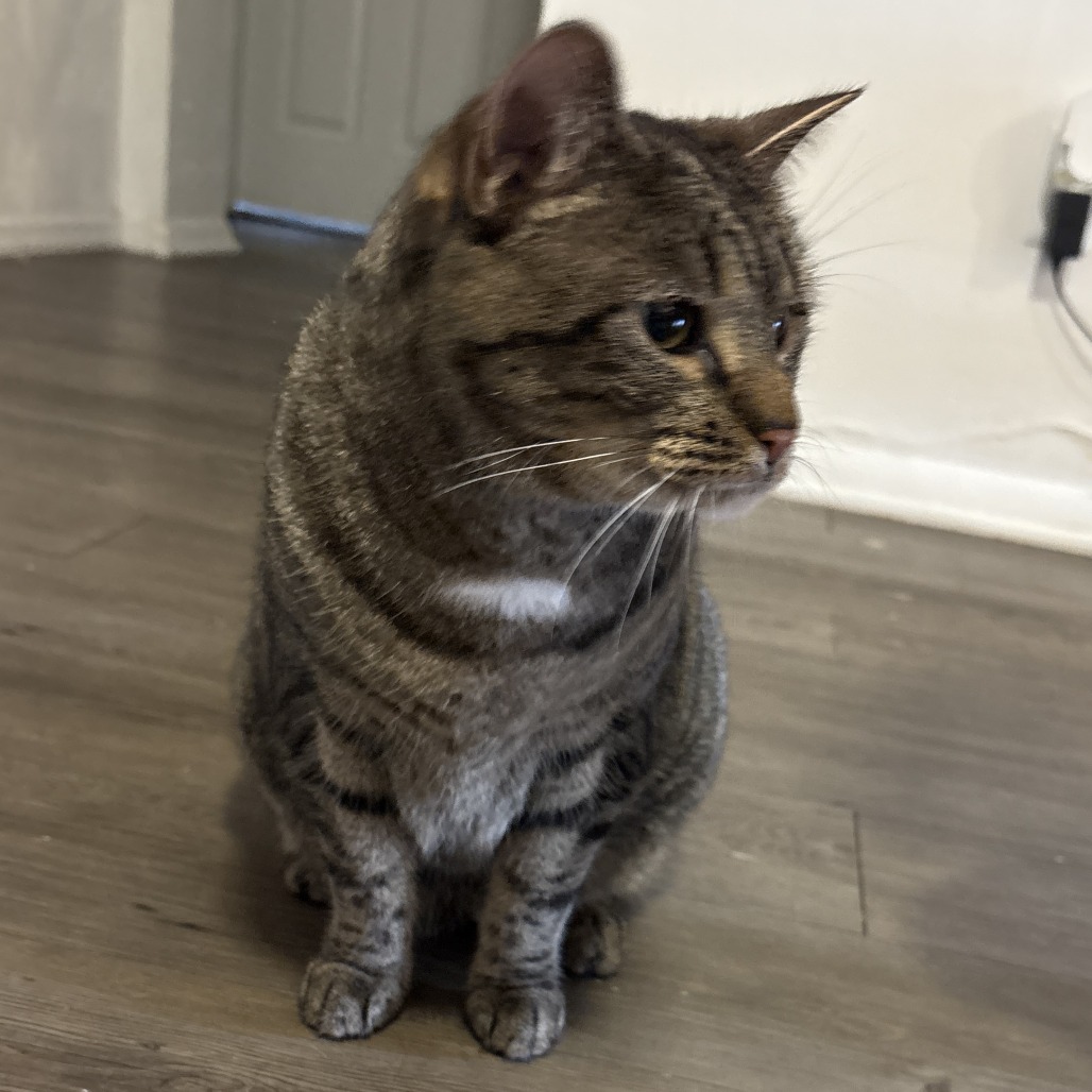 68759 - Found Cat - RHSPCA