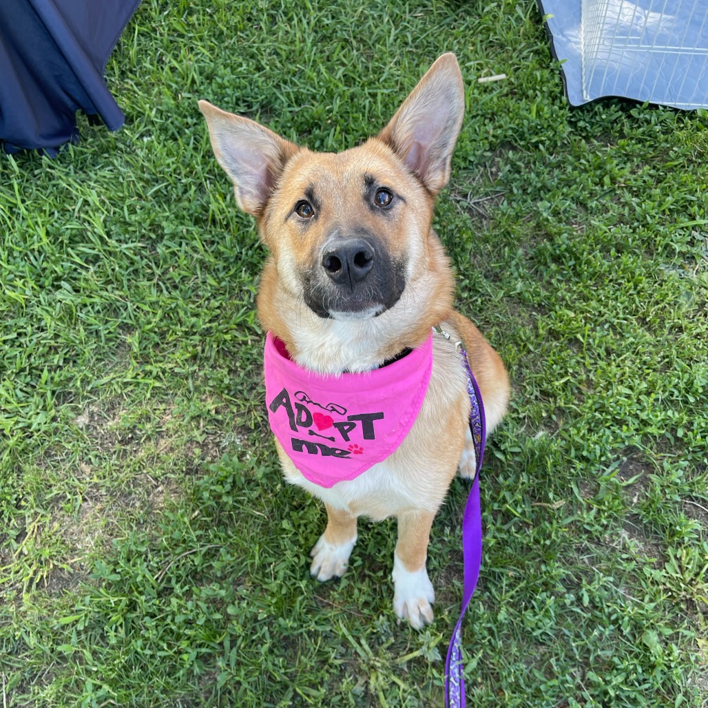 Adoptable Dogs - Rescue Network