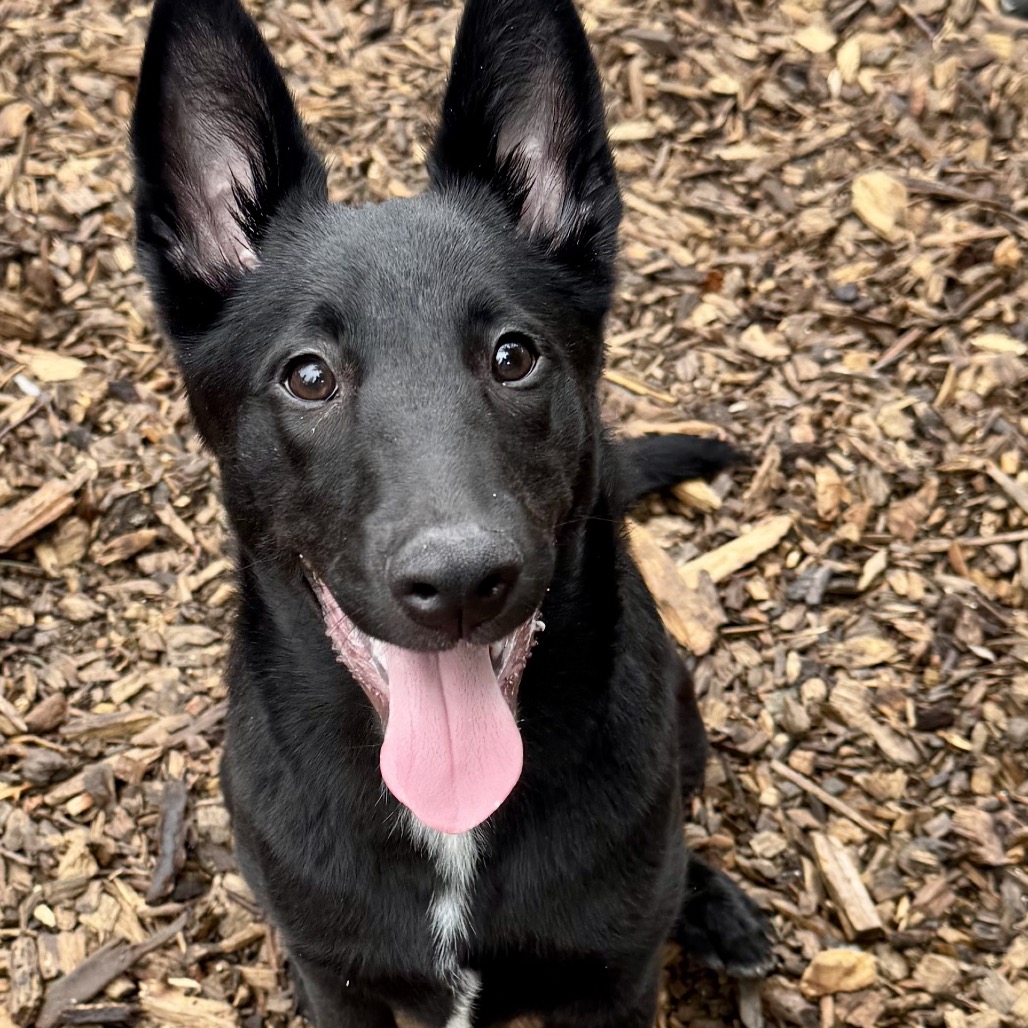 German - Phoenix Animal Rescue