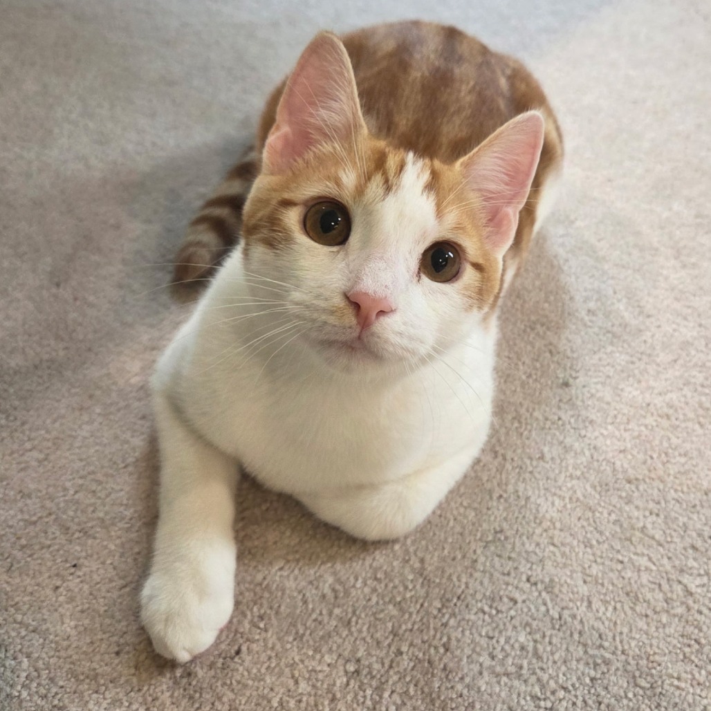 Pine is available for adoption at SOS Pet Rescue