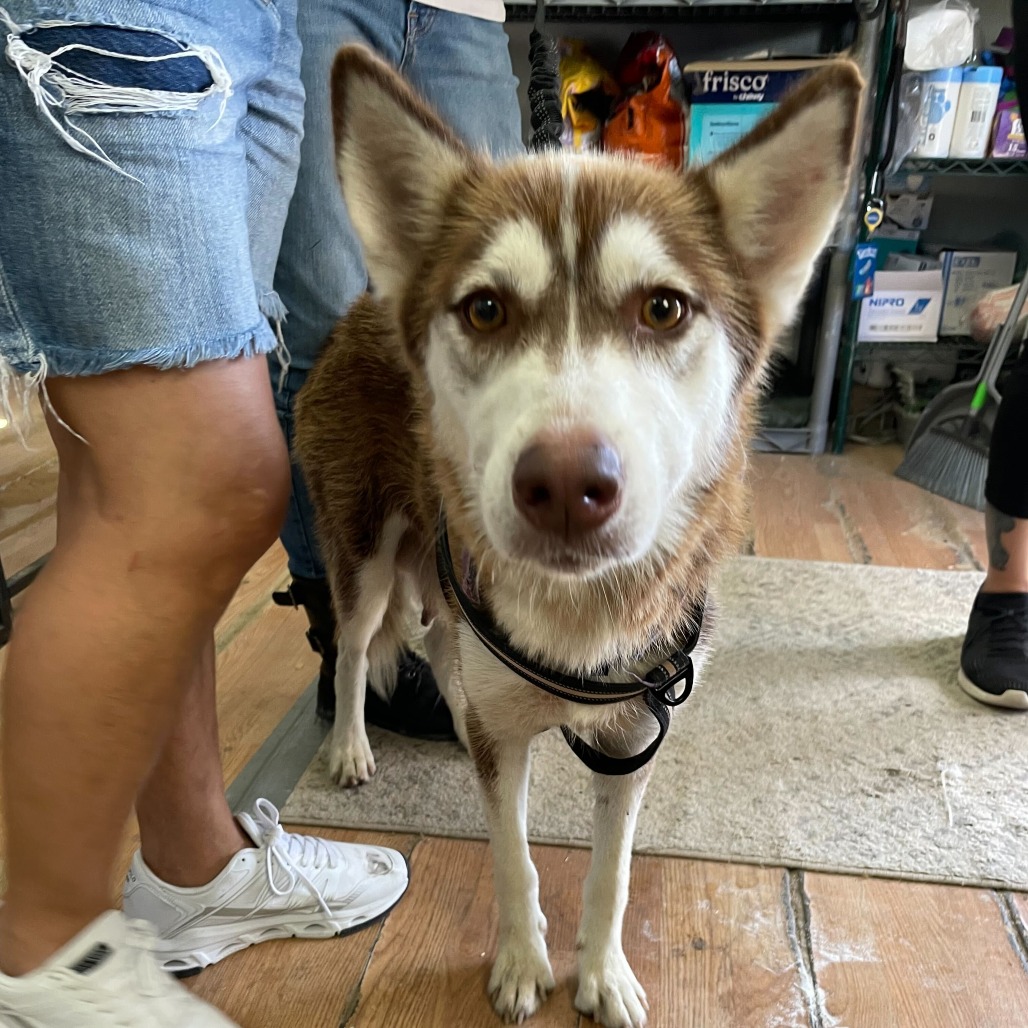 Mandy is available for adoption at Palm Valley Animal Society