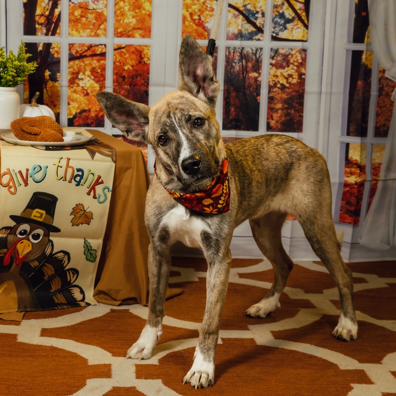 Ballina is available for adoption at ACCT Philly