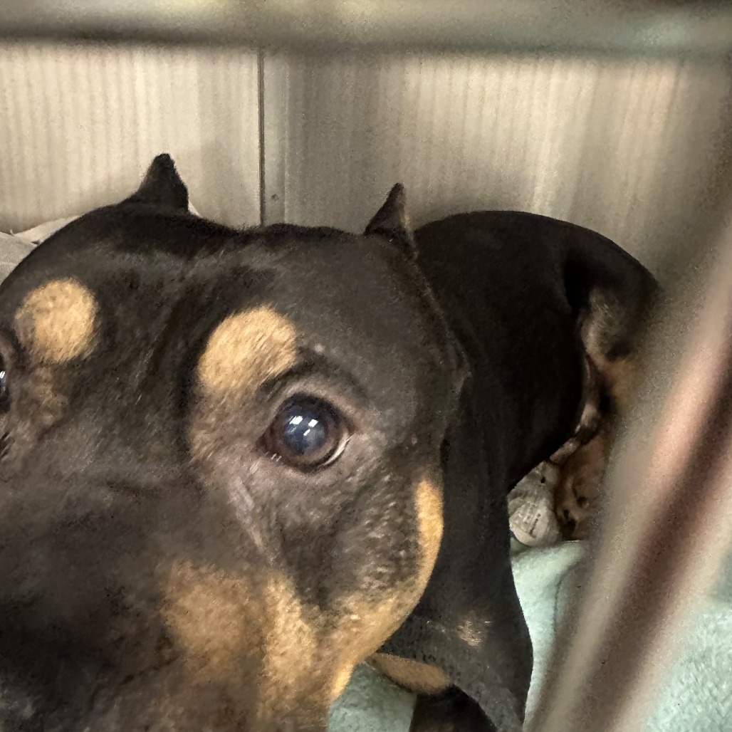 25-1057 - Humane Animal Rescue