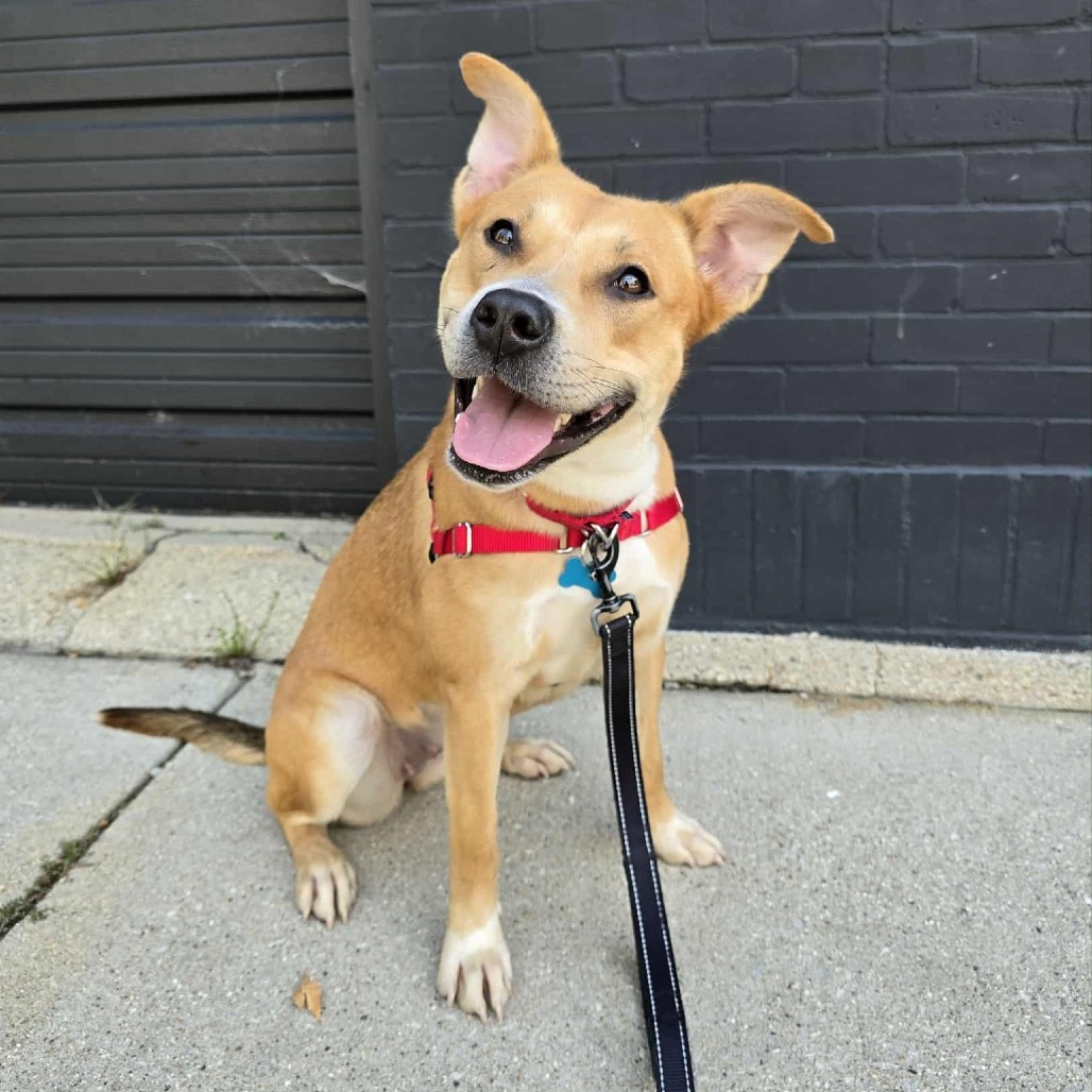 Dogs, Cats, and Critters for Adoption - One Tail at a Time