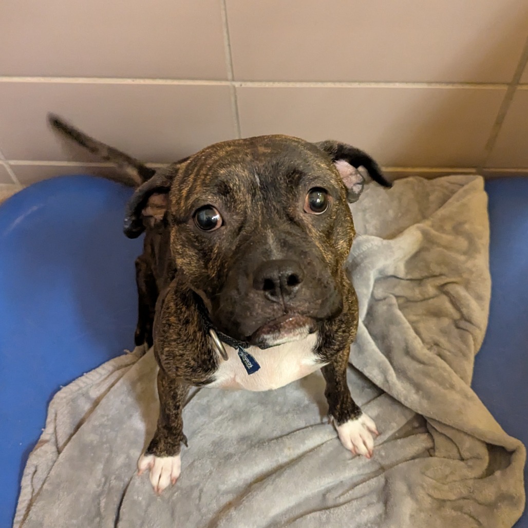 Zinna is available for adoption at Humane Animal Welfare Society of ...