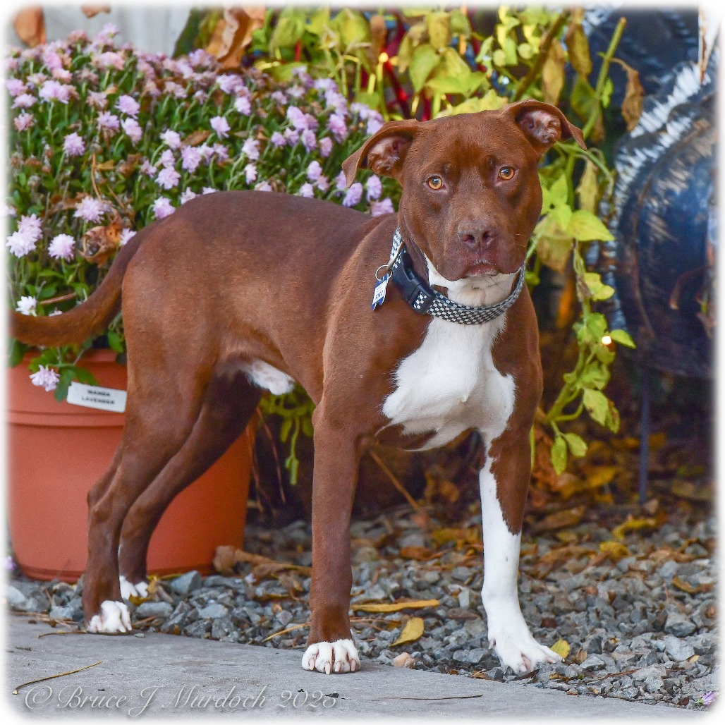 Rondo is available for adoption at Saving Grace Animals for Adoption