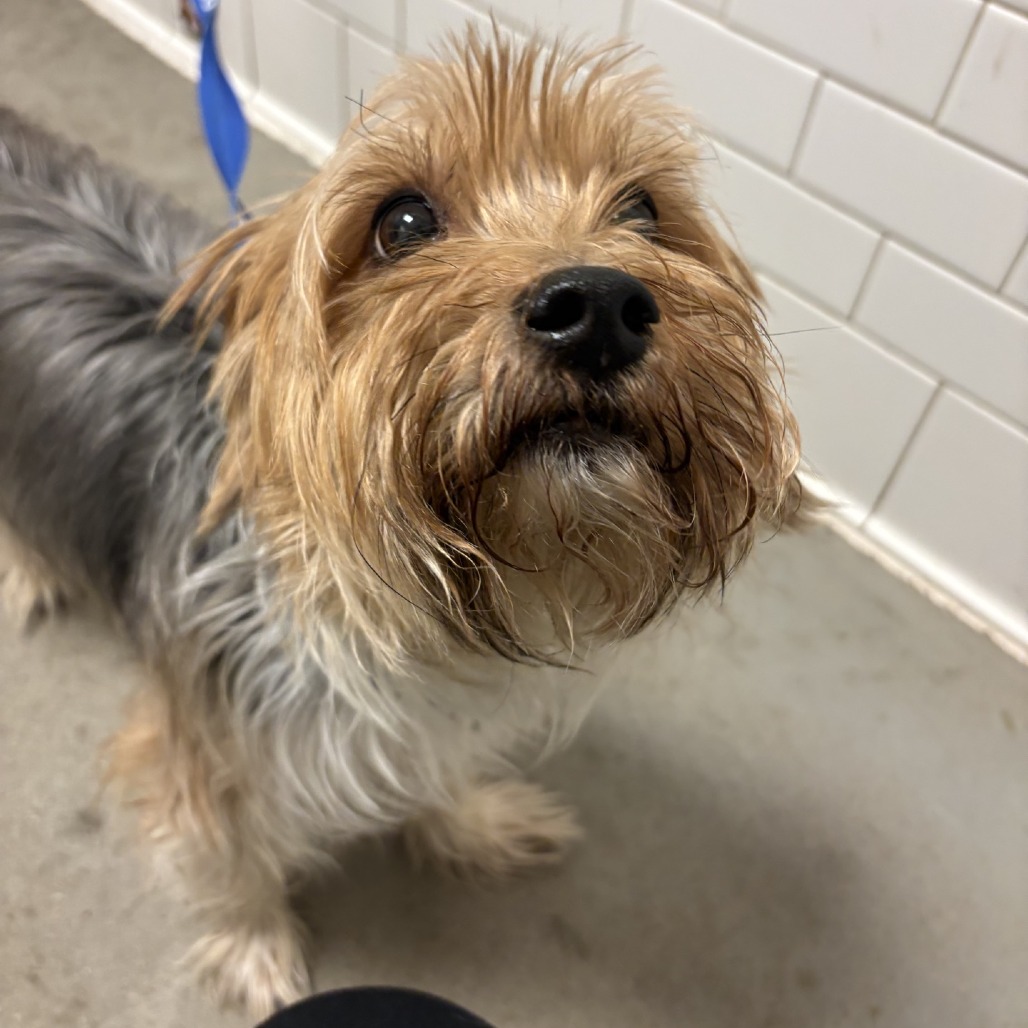 Percy - Humane Animal Rescue