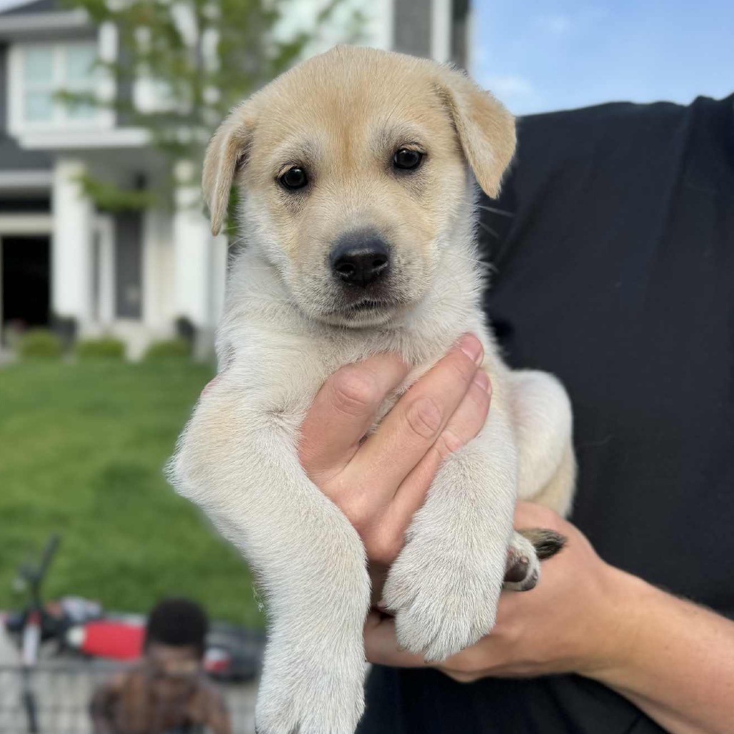 Adoptable Dogs - Rescue Network