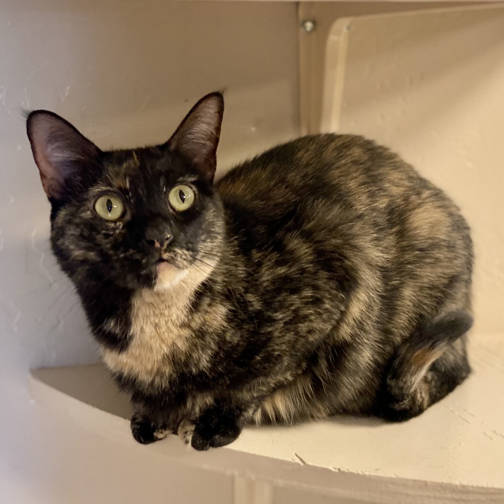 Meet Bean, a Domestic Shorthair Cat Available For Adoption | Lost Our Home