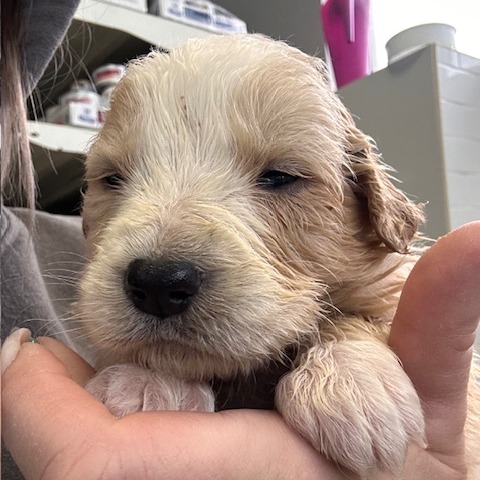 view-animal - Second Chance Animal Rescue Society