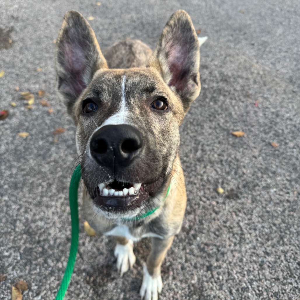 Ballina is available for adoption at ACCT Philly