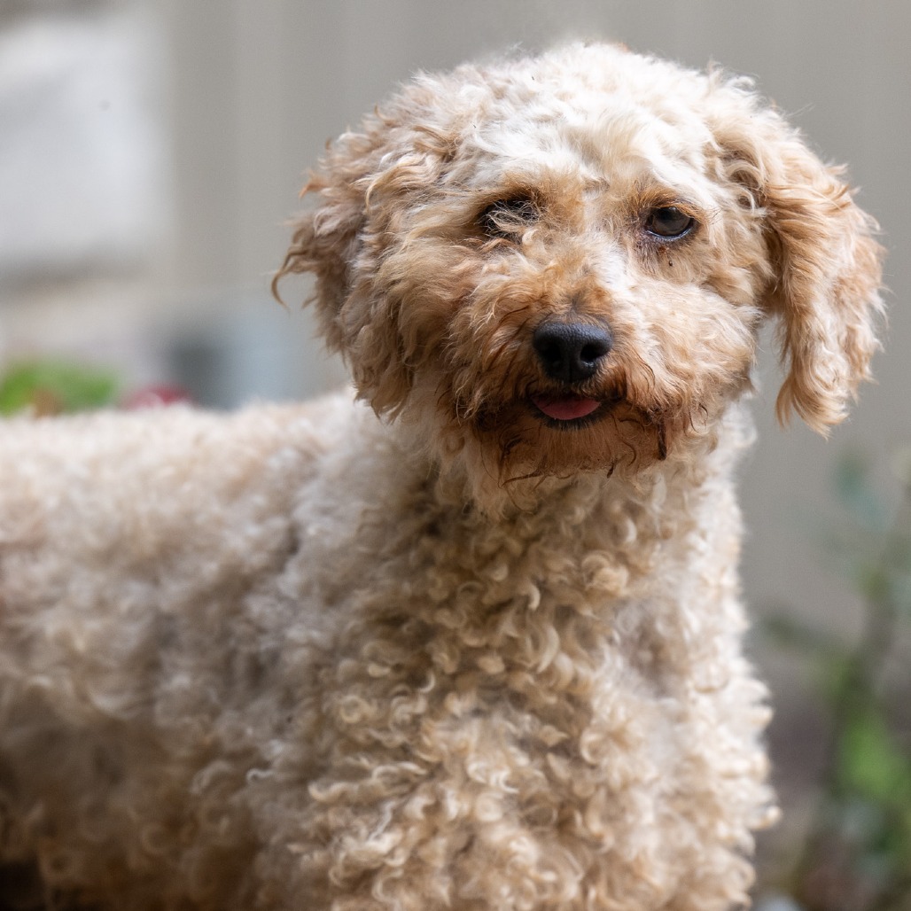 Cleo - Phoenix Animal Rescue