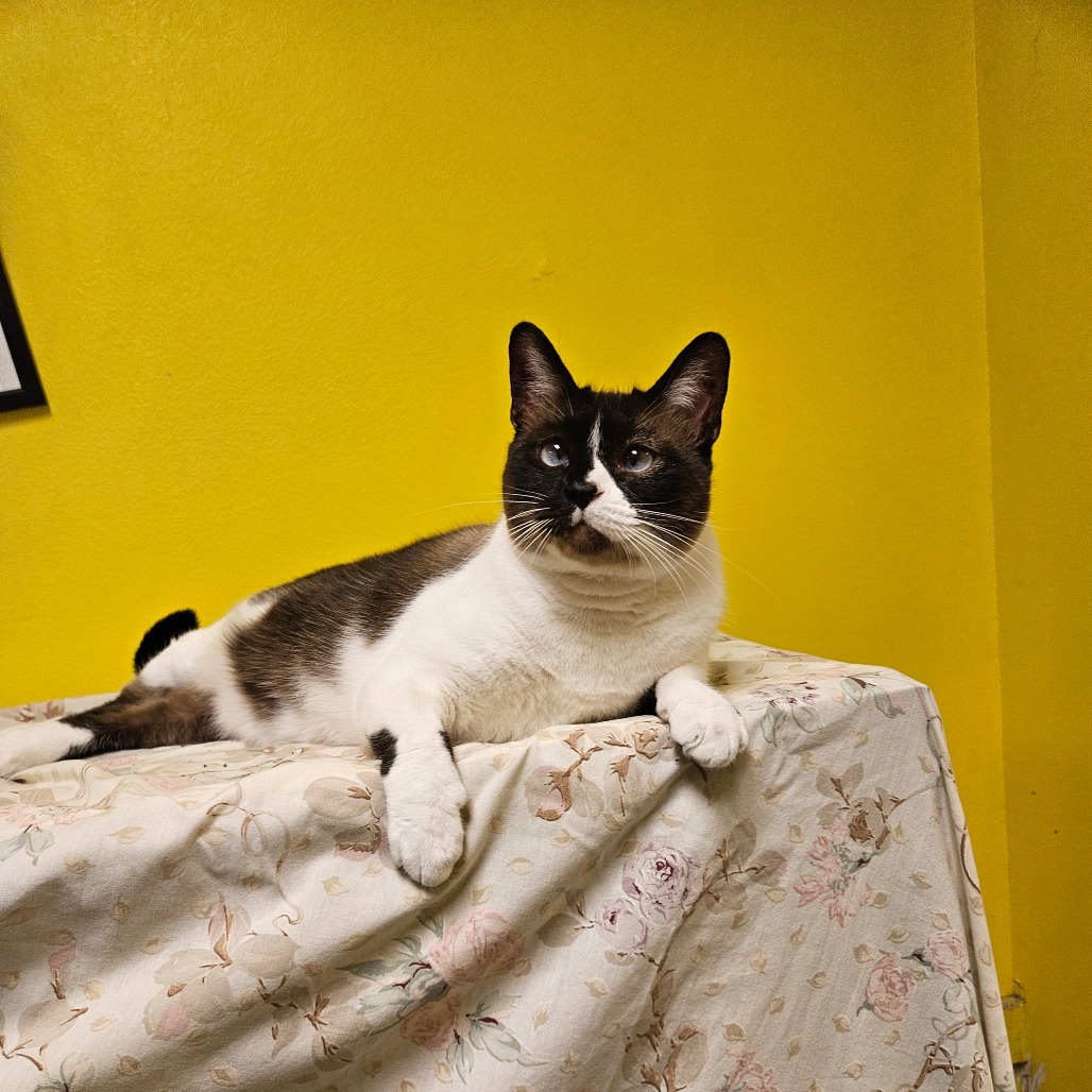 Powder Puff is available for adoption at River Cities Humane Society ...