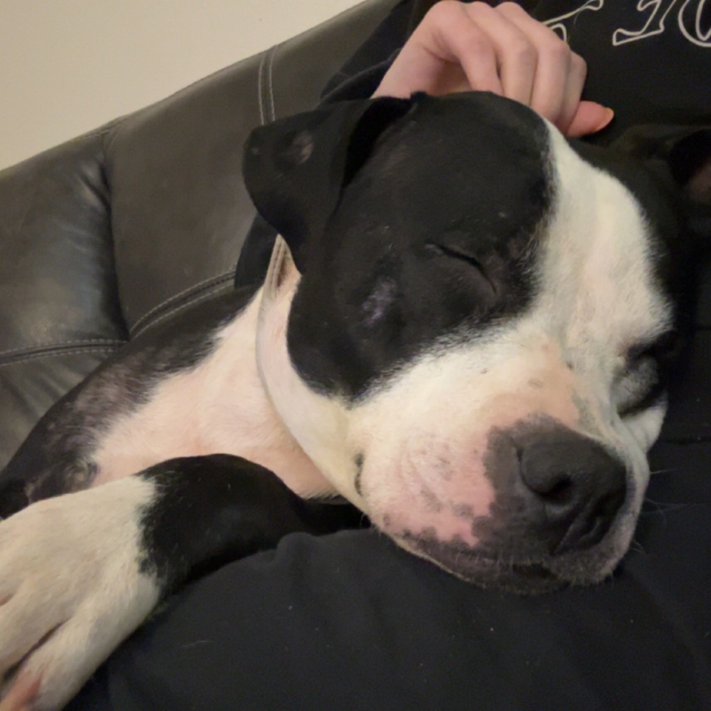Polly Pocket D66693 is available for adoption at The Bond Between