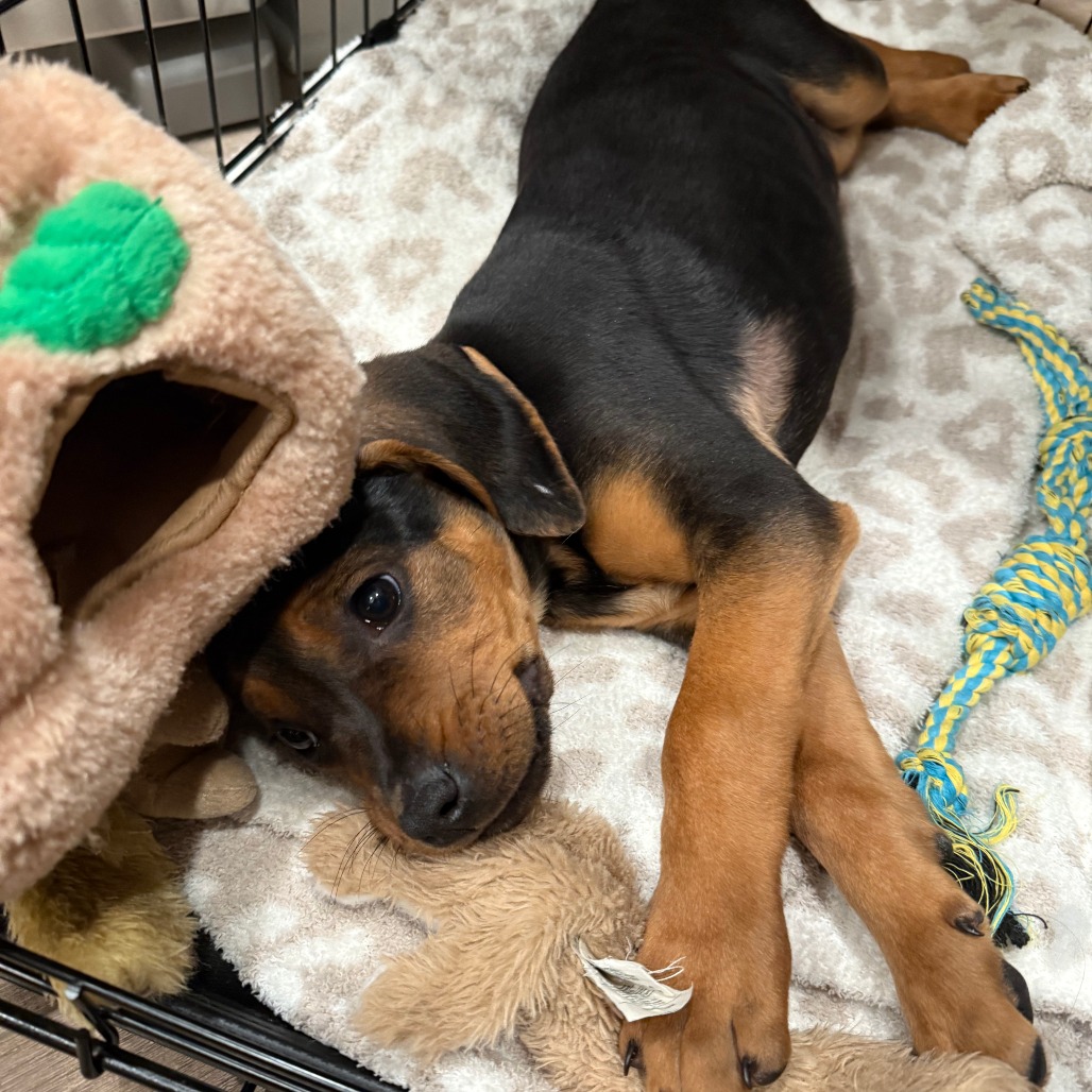 Olympic Pup: Carla – LDCRF