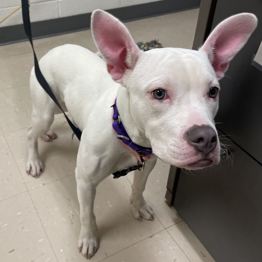 Lyric - Humane Animal Rescue