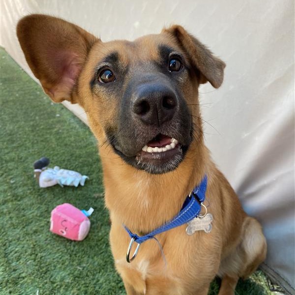 Meet Chu Chu, a Shepherd/Terrier Dog Available For Adoption | Lost Our Home