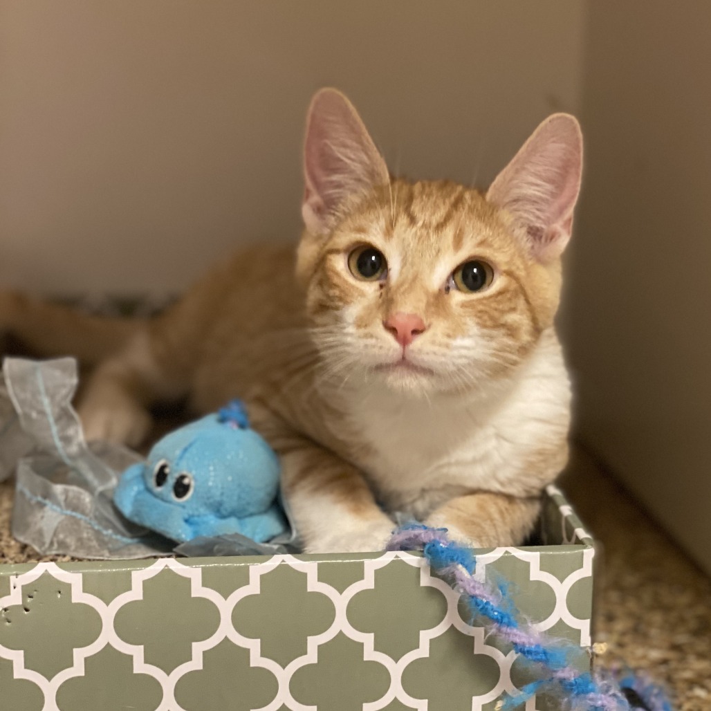 Meet Dorito, a Domestic Shorthair Cat Available For Adoption | Lost Our ...