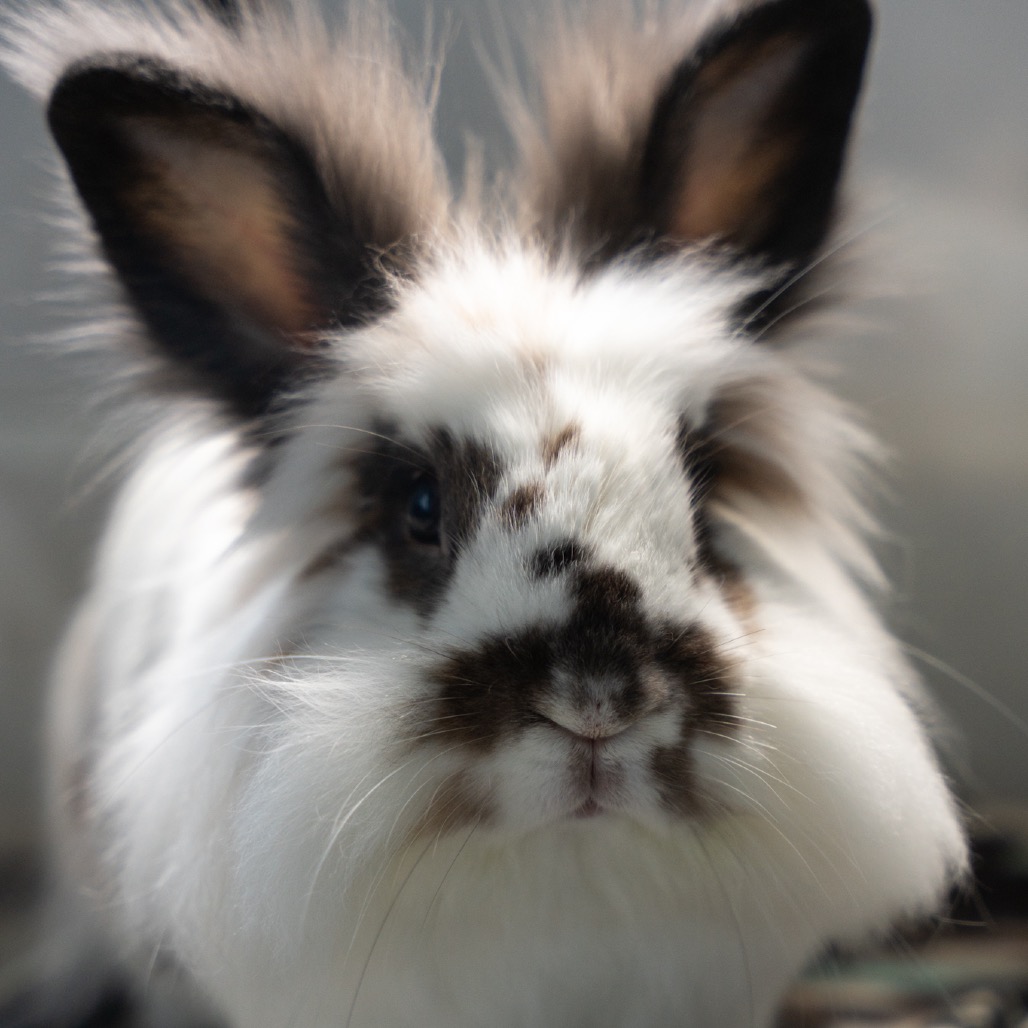 Leghorn is available for adoption at Georgia House Rabbit Society