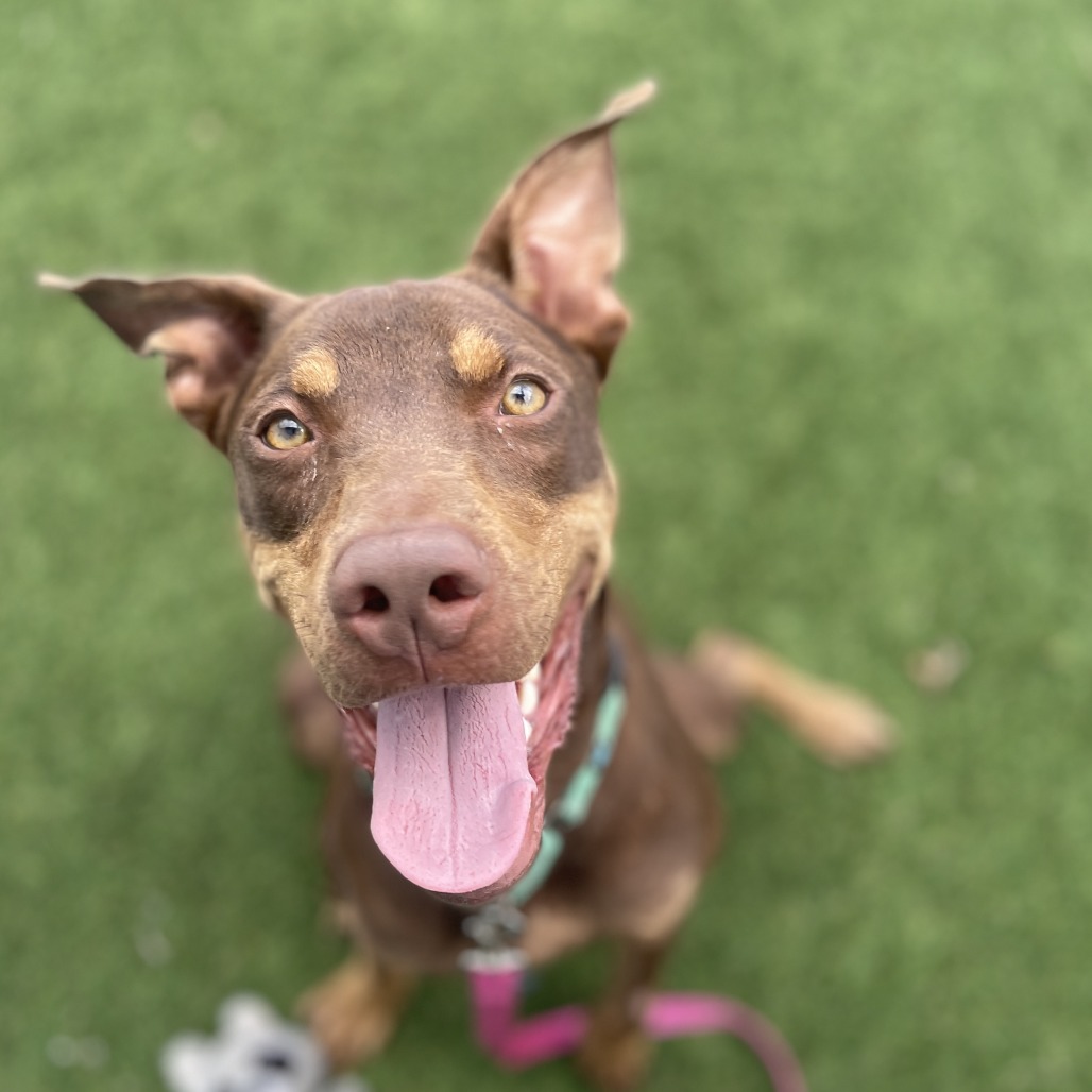 Max is available for adoption at Nates Honor Animal Rescue Center