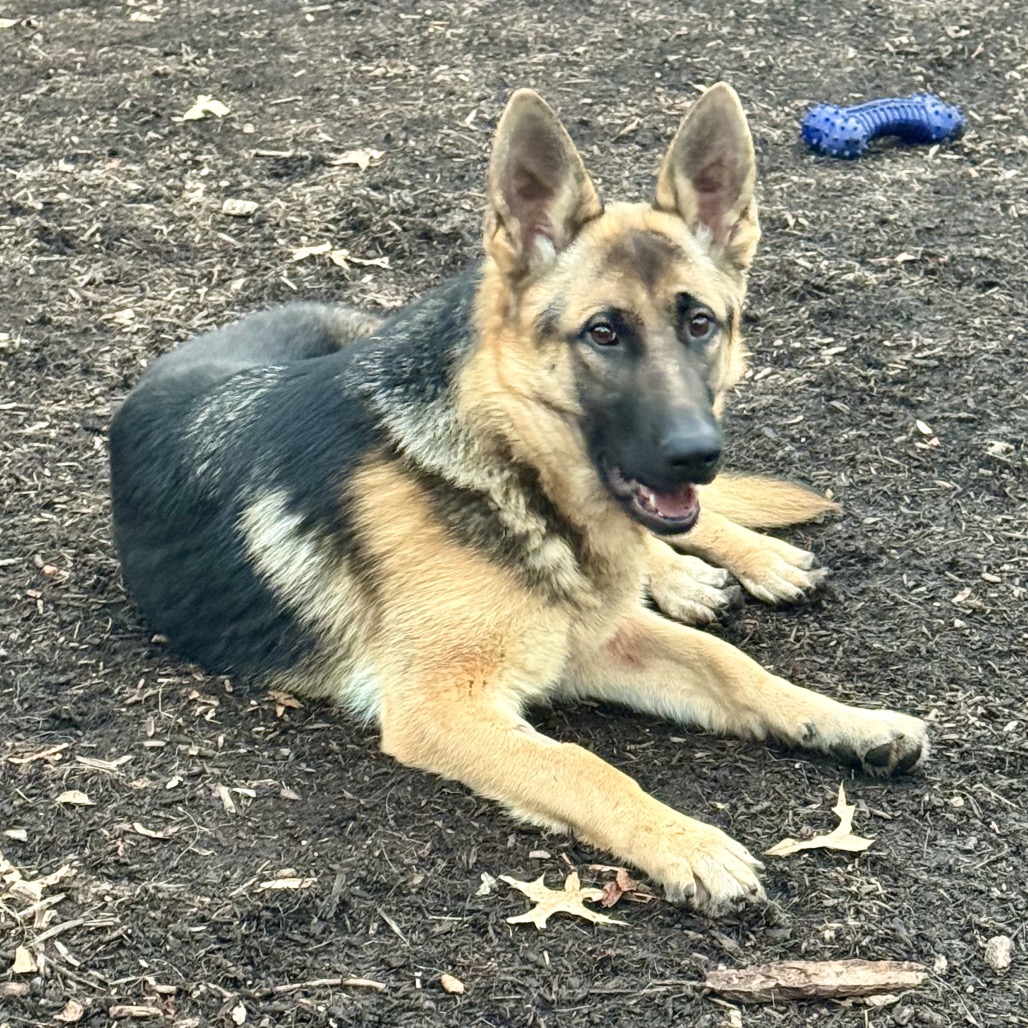 Chai - Phoenix Animal Rescue