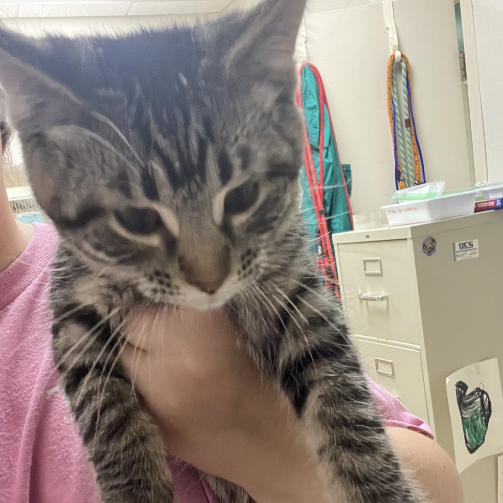 Shey is available for adoption at TAPS No-Kill Animal Shelter