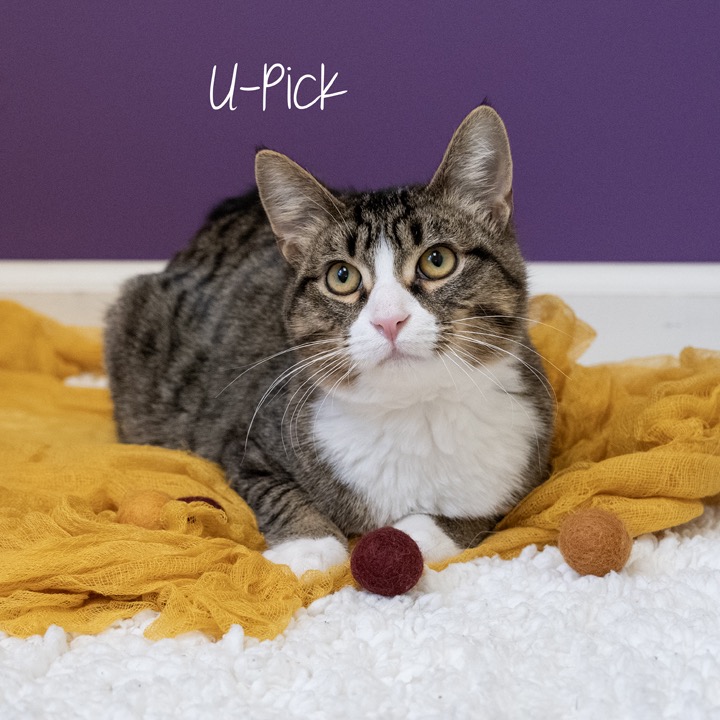 U-Pick is available for adoption at TAPS No-Kill Animal Shelter