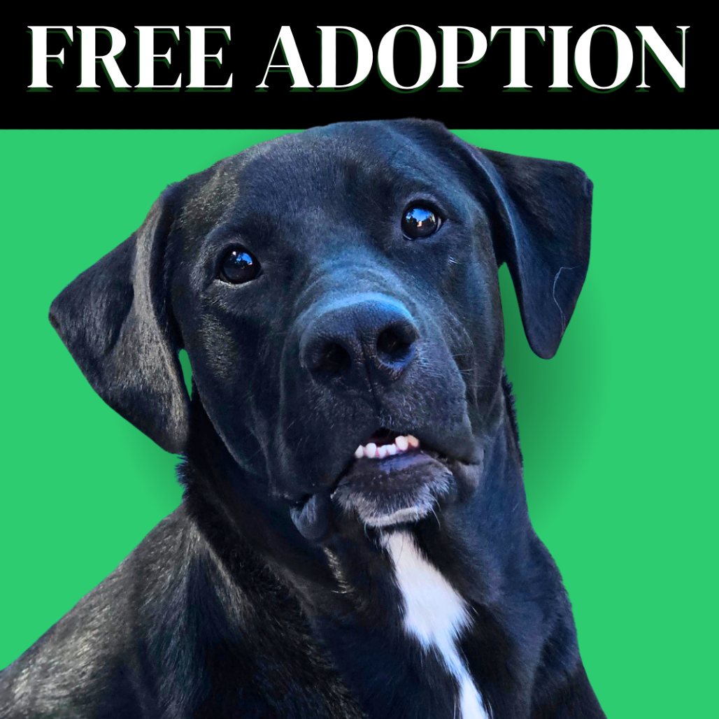 Boyo is available for adoption at Siskiyou Humane Society, Inc.