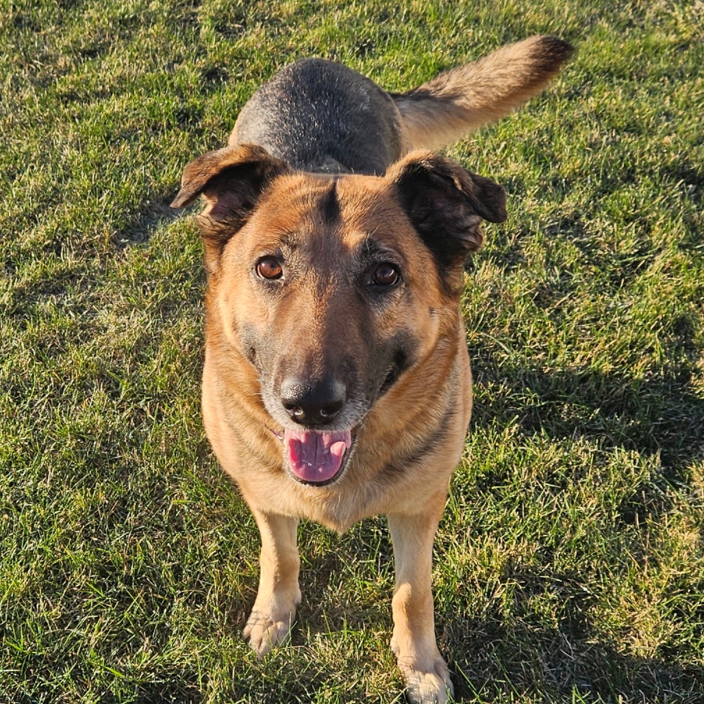 German Shepherd Rescue Iowa