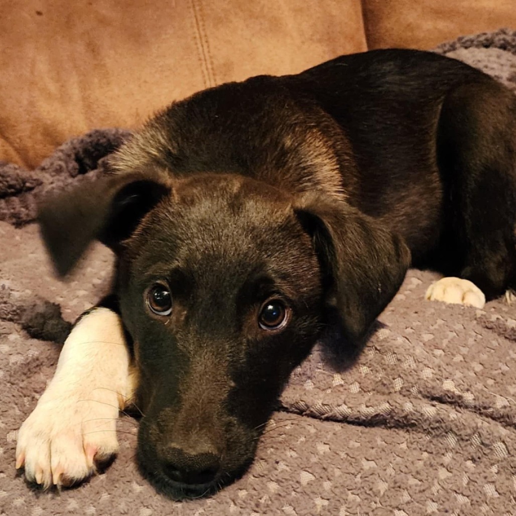 Beamer is available for adoption at Lucky Paws Midwest