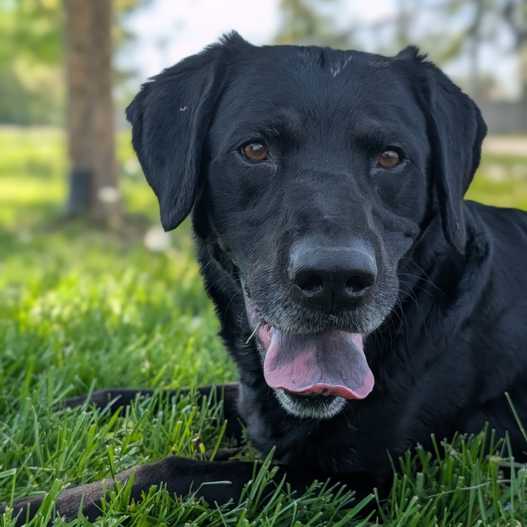Jeffersonville Animal Shelter Adoption