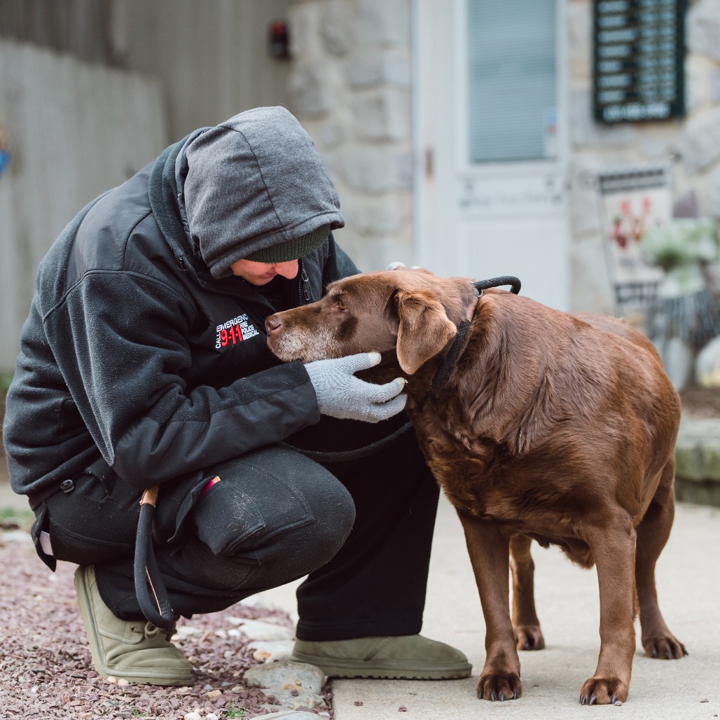Ginger - Phoenix Animal Rescue