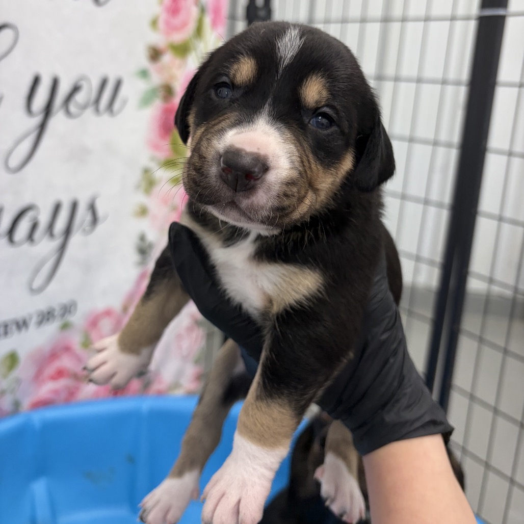 Snooki is available for adoption at Athens Animal Services