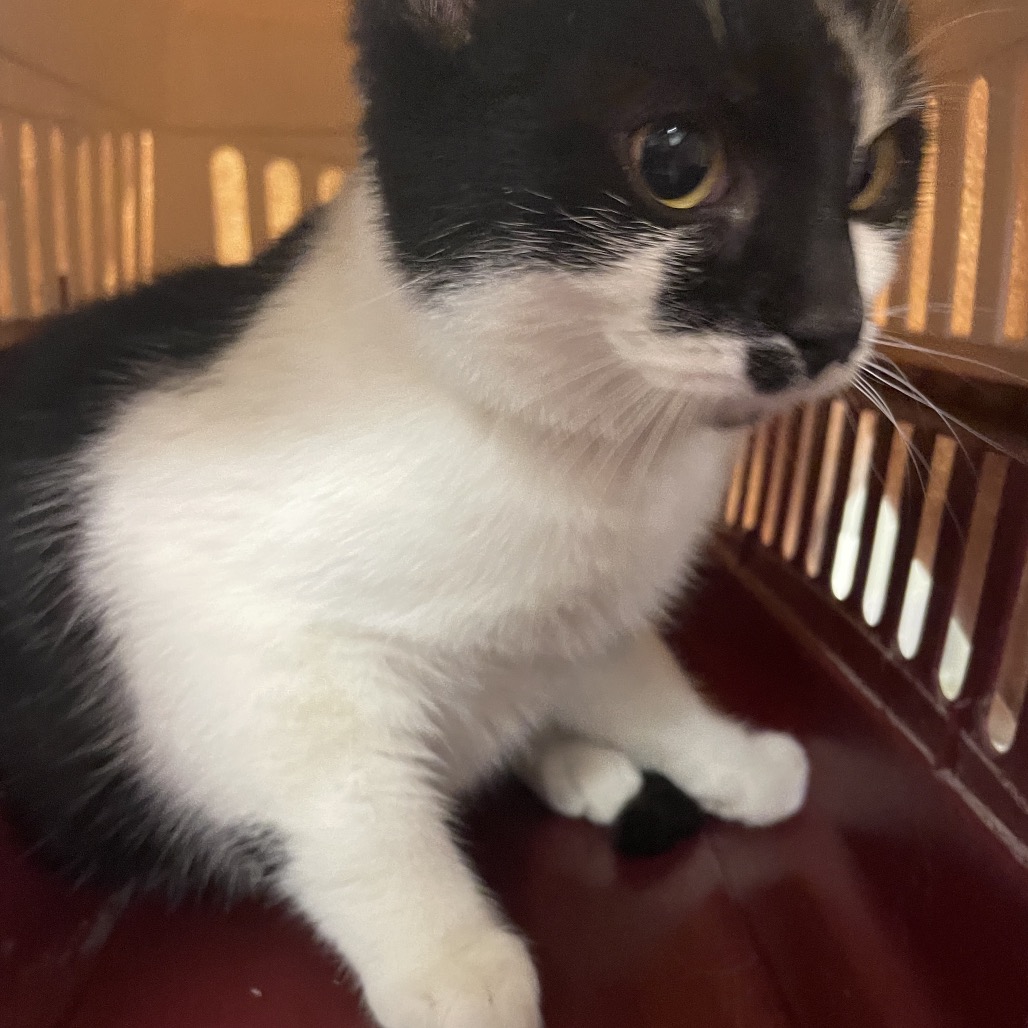 PGH-Stray-117325 - Humane Animal Rescue