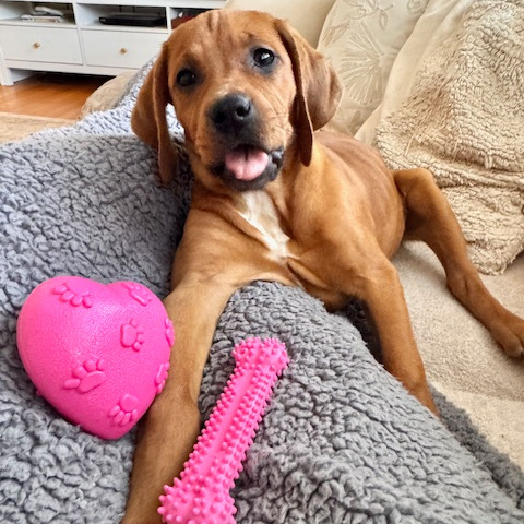 Olympic Pup: Simone – LDCRF