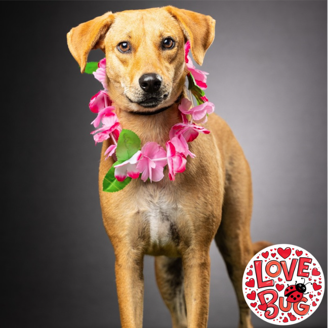 Emily is available for adoption at Furry Friends Humane