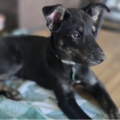 Adoptable Dogs - Rescue Network