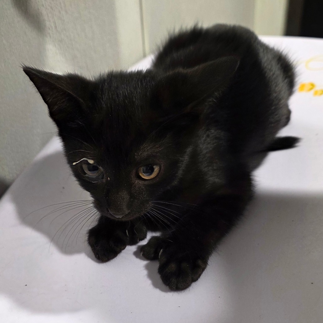 Crow is available for adoption at Humane Society of Tampa Bay ...