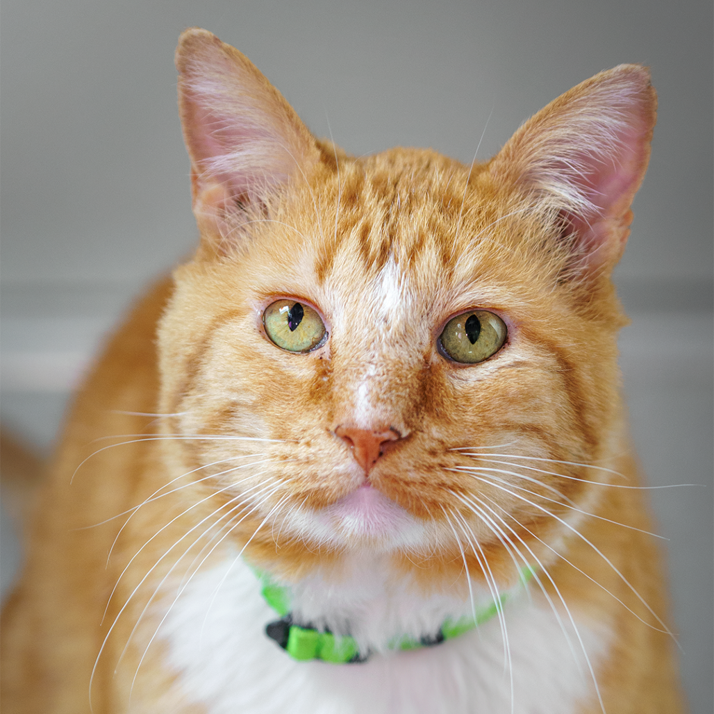 Cheese Puff is available for adoption at Cat Care Society