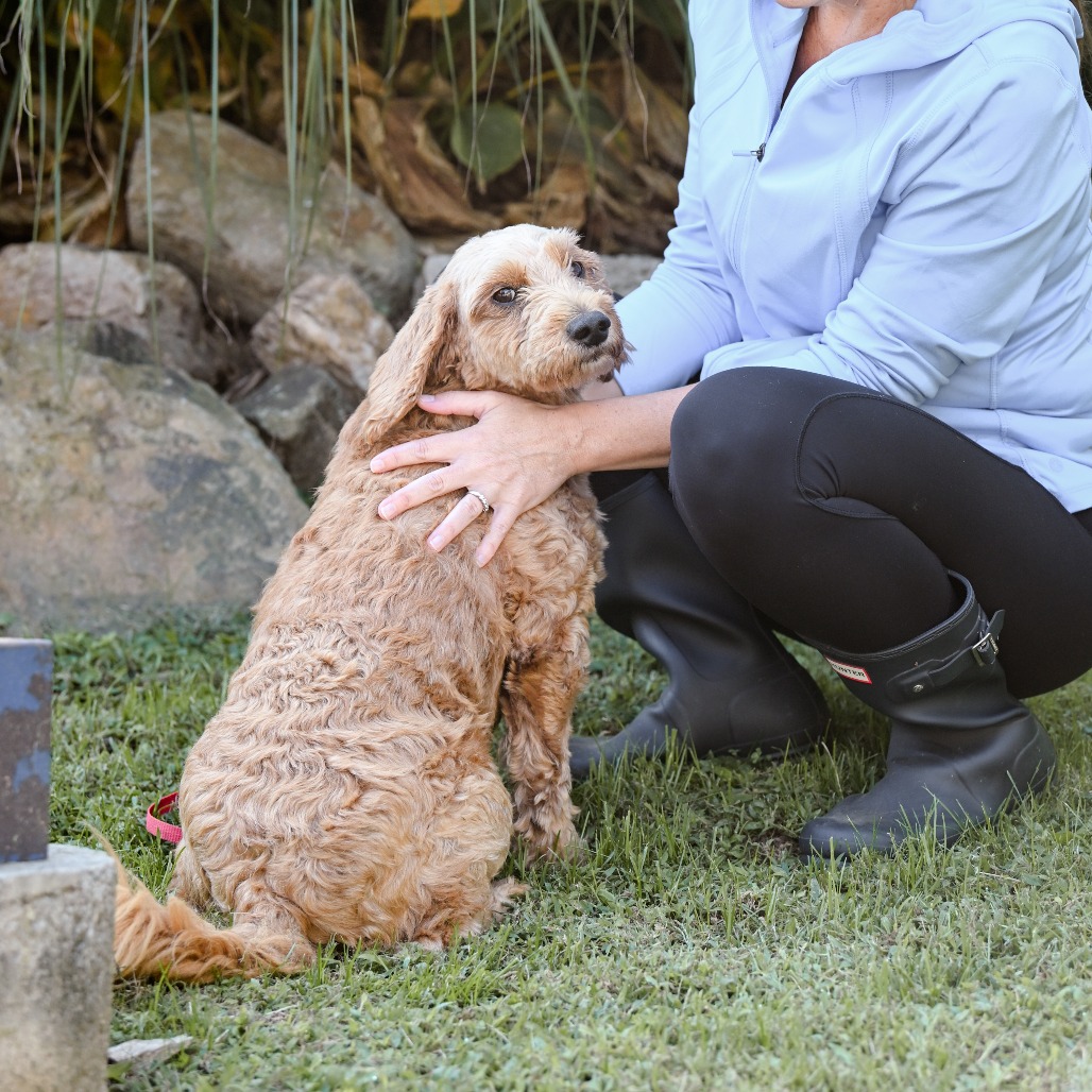 Penelope - Phoenix Animal Rescue