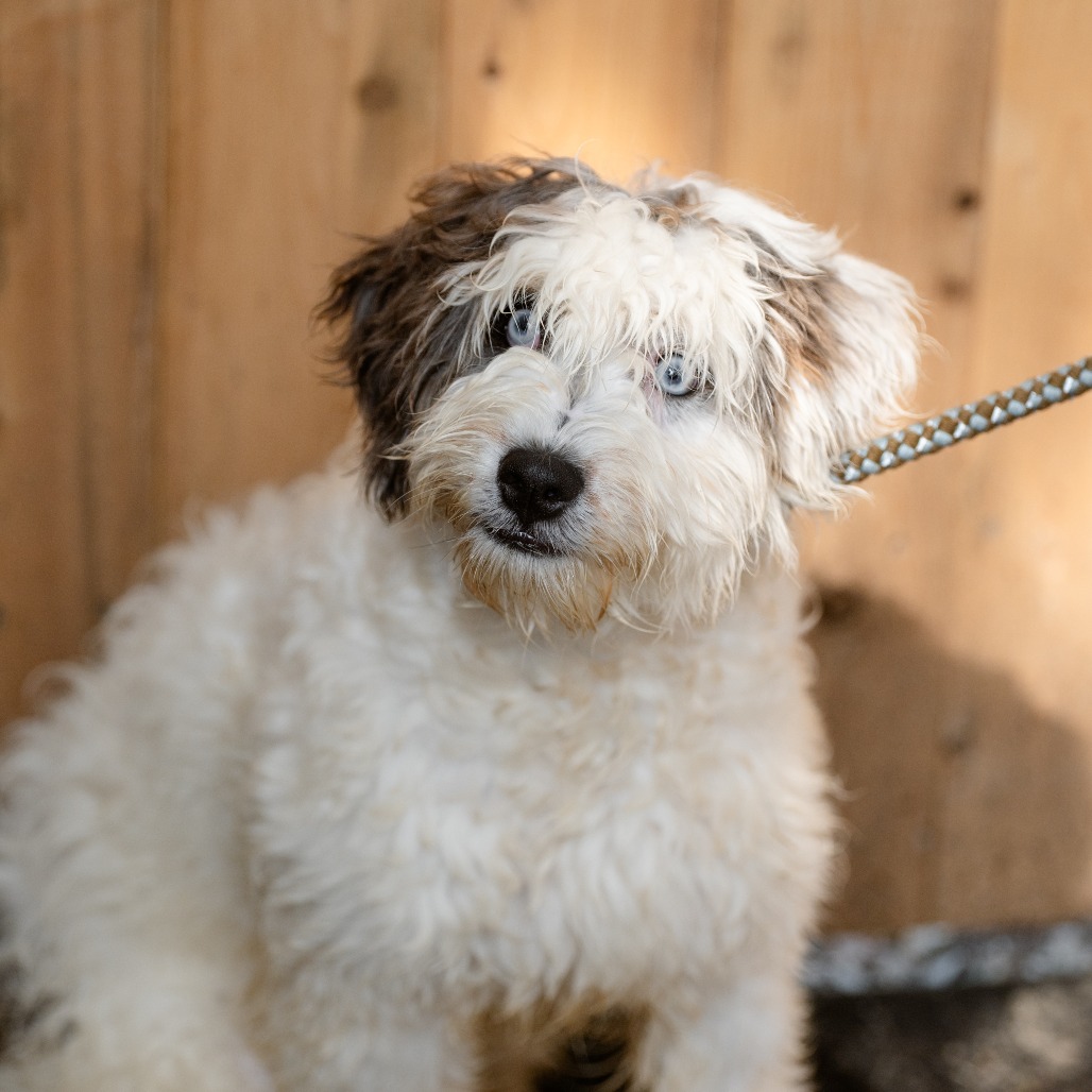 Patsy - Phoenix Animal Rescue